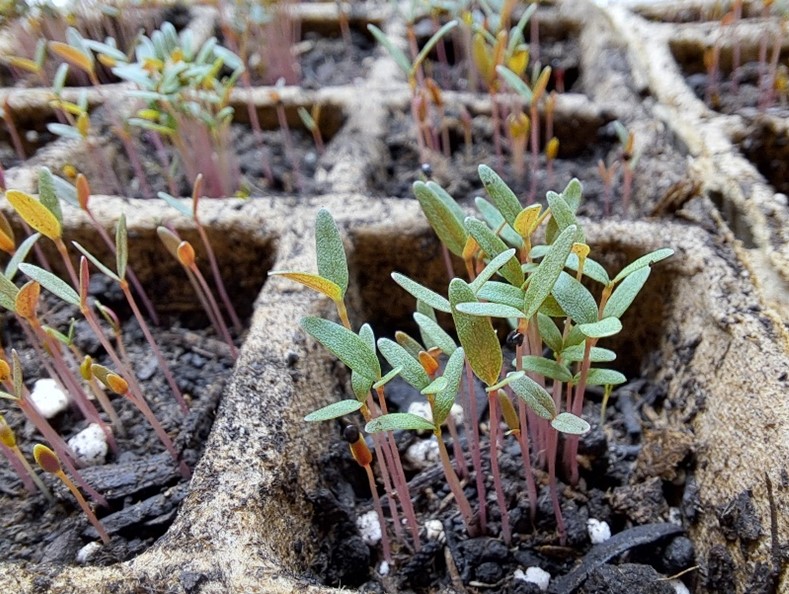 Beta Tech Center — BIOHERB