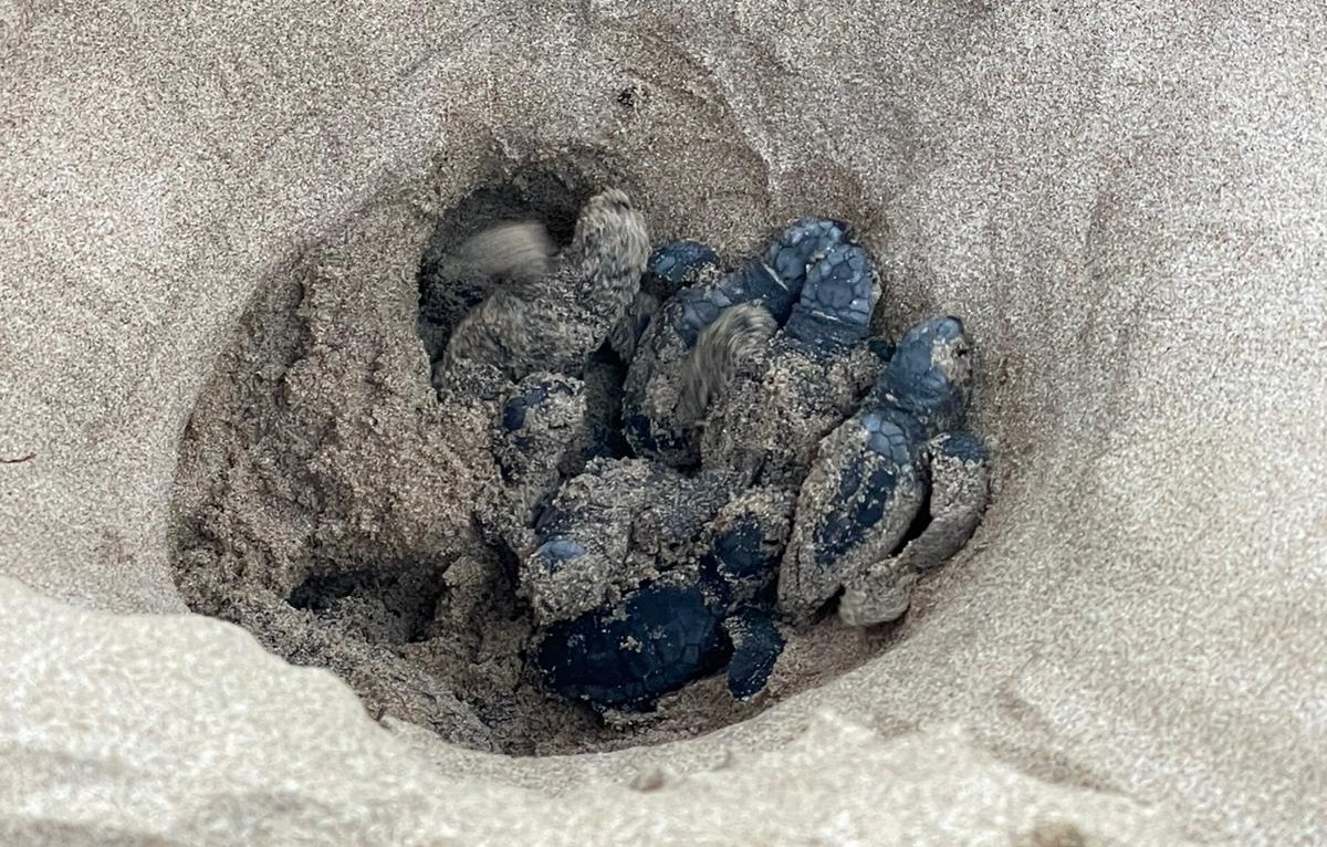 Beta Tech Center — Cooperation is key to loggerhead turtle preservation