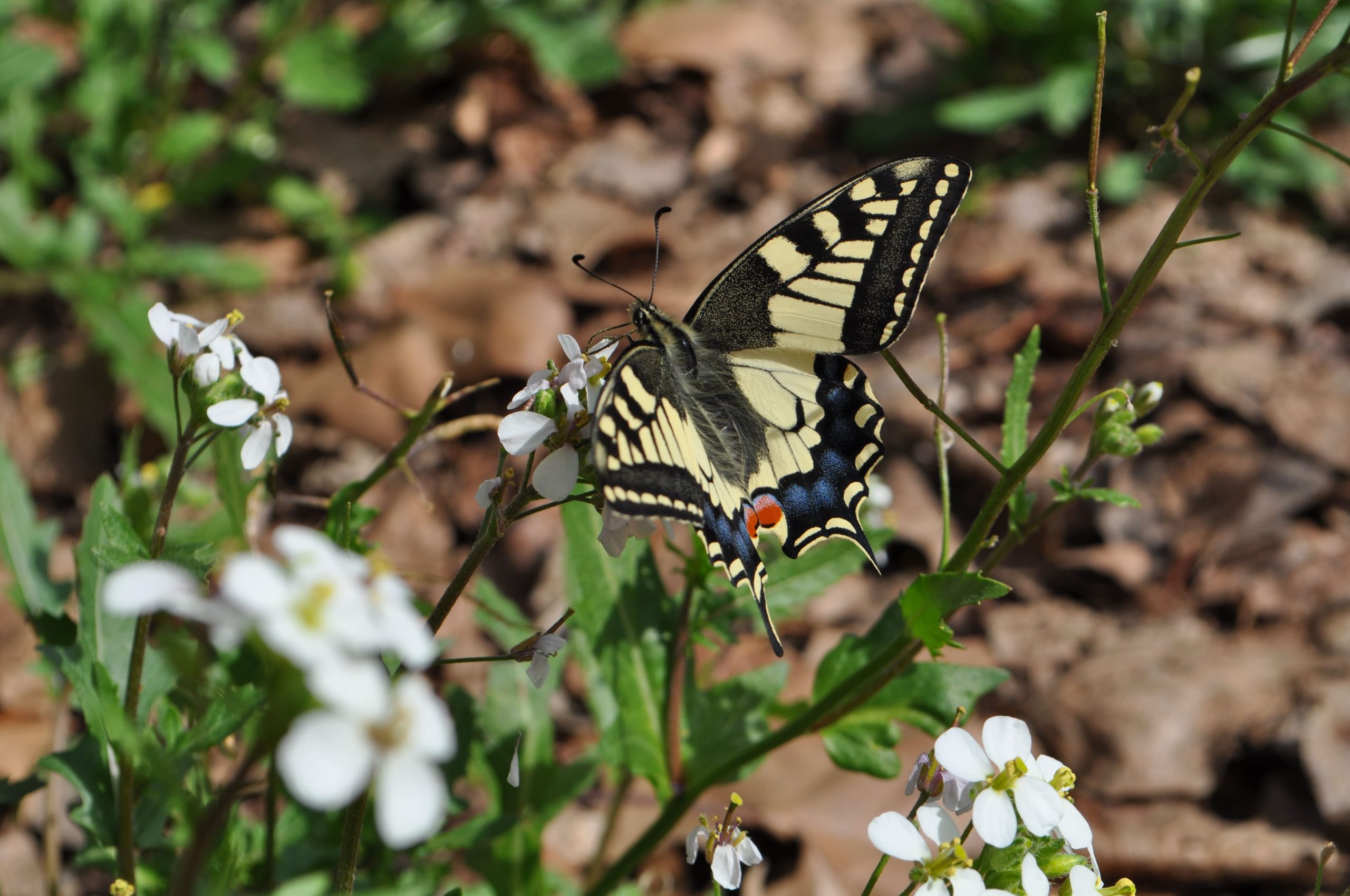 Beta Tech Center — The "Butterfly Gardens" project will conduct a major butterfly count in ...